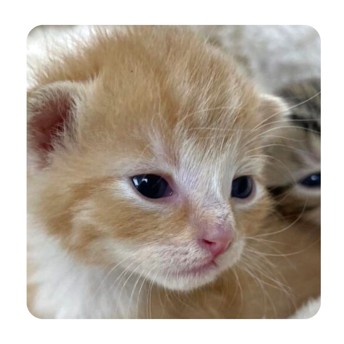 10 Steps to Bottle Feeding an Orphan Kitten – Compassionate Kitten Care